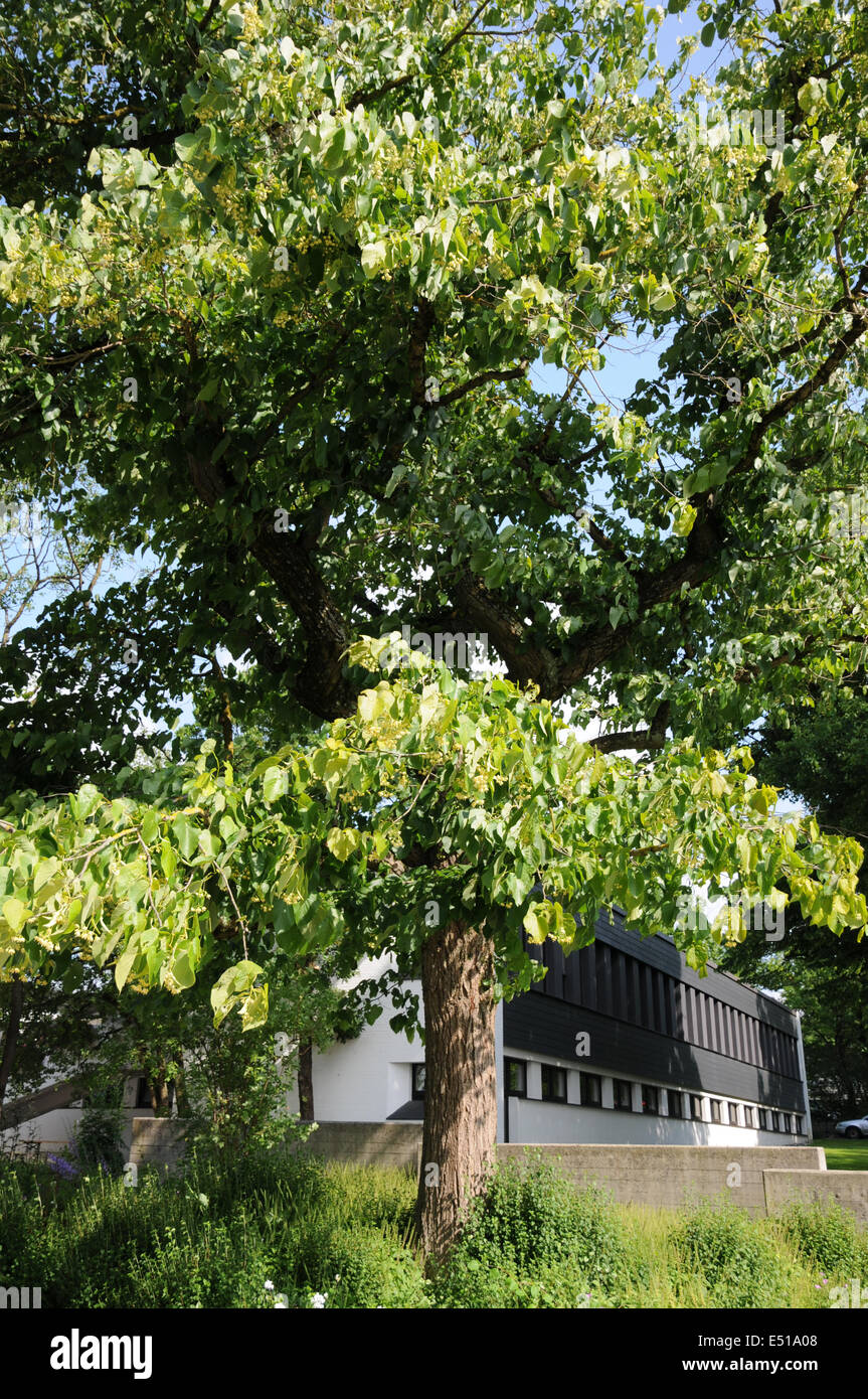 Tilia americana hi-res stock photography and images - Alamy
