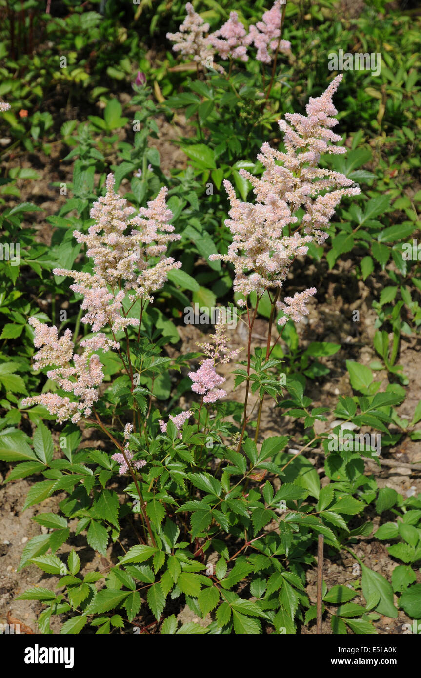 False spirea hi-res stock photography and images - Alamy