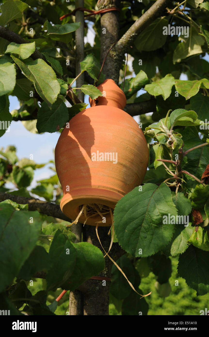 Earwig nest hi-res stock photography and images - Alamy