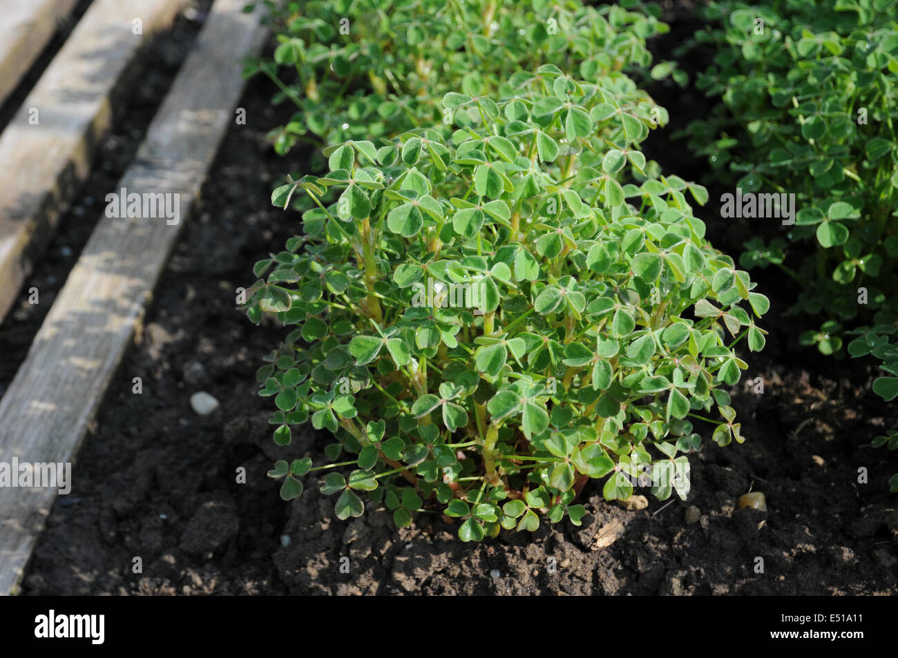 Oca plant hi-res stock photography and images - Alamy