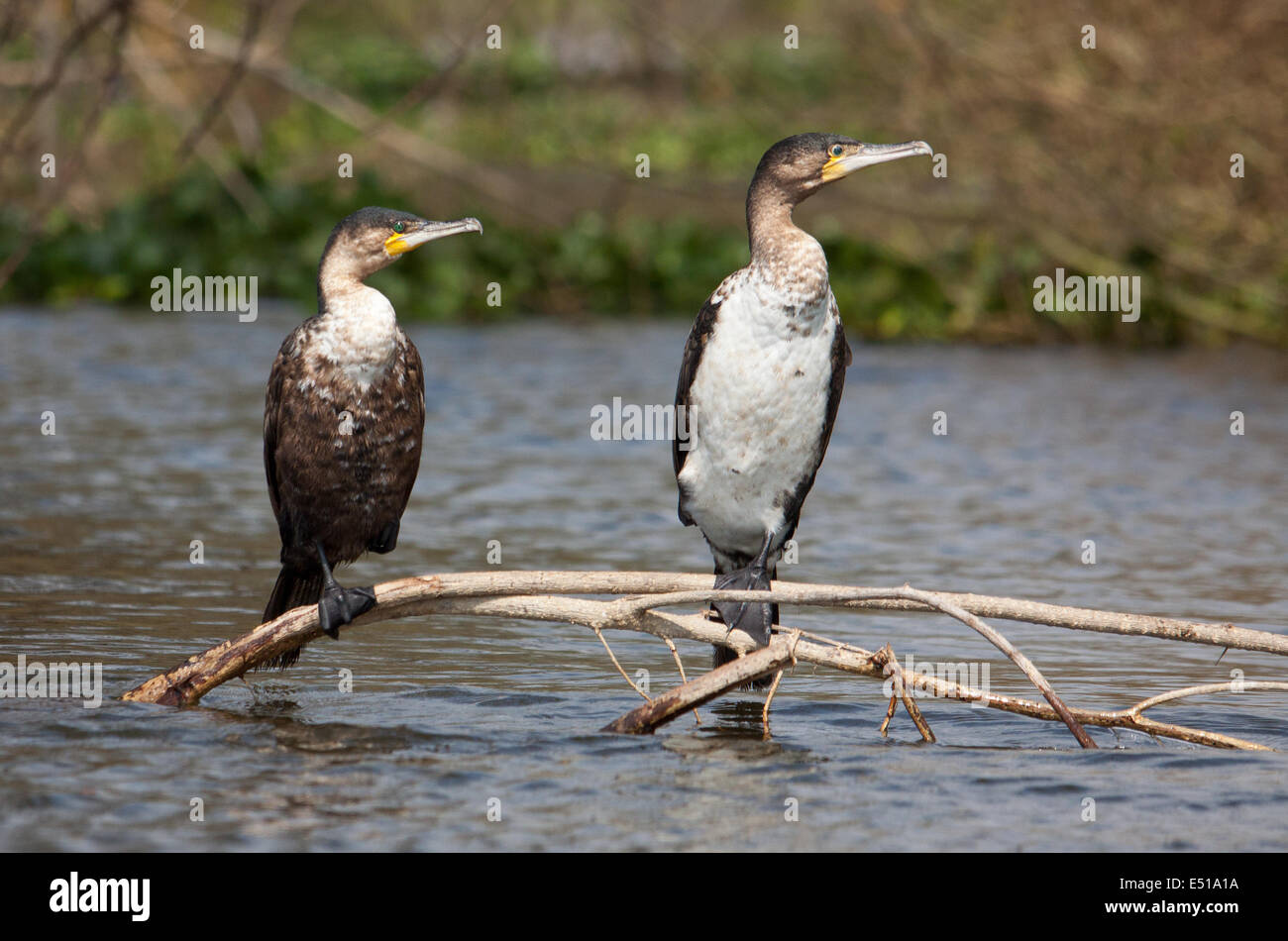 Liebe ente hi-res stock photography and images - Alamy