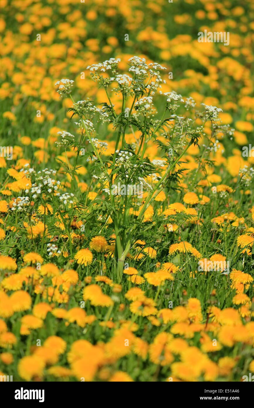 White flower among dandelions Stock Photo - Alamy White flower among dandelions Stock Photo - Alamy