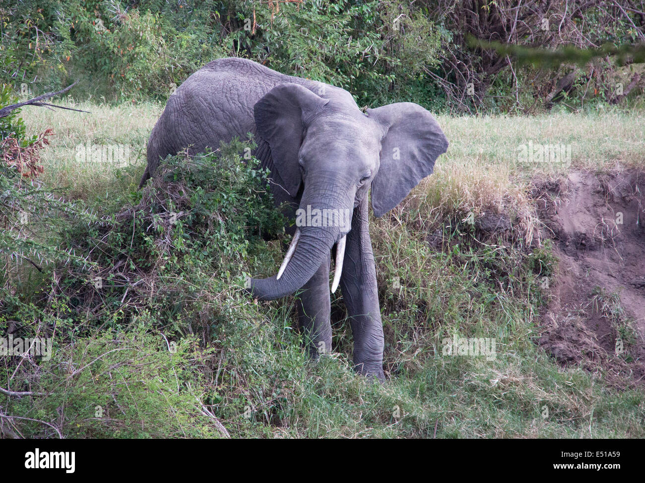 Elephant climbing hi-res stock photography and images - Alamy
