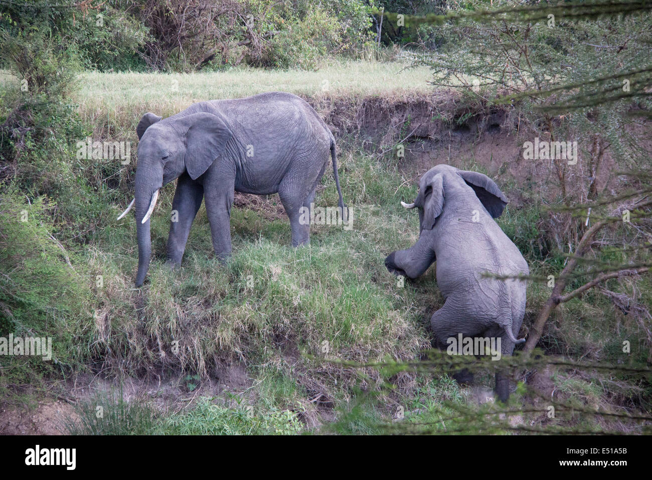 Climbing elephant hi-res stock photography and images - Alamy