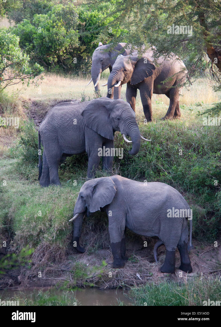 group of elephants Stock Photo - Alamy