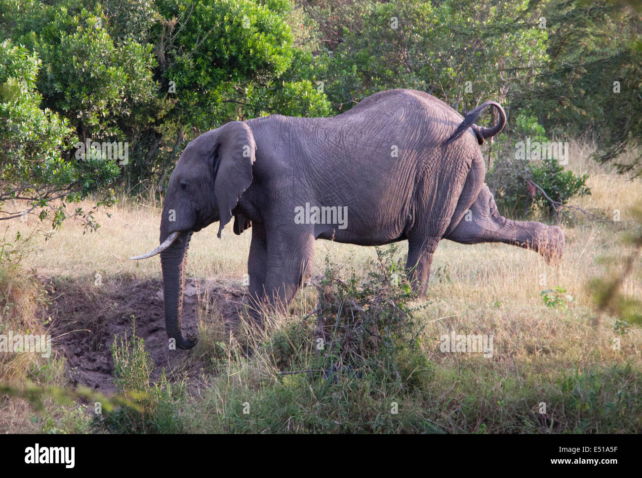 Walking elephant hi-res stock photography and images - Alamy