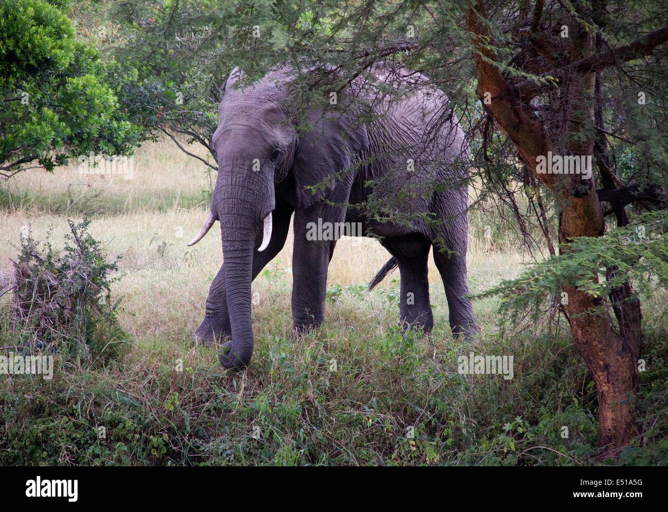 Elephant trees hi-res stock photography and images - Alamy