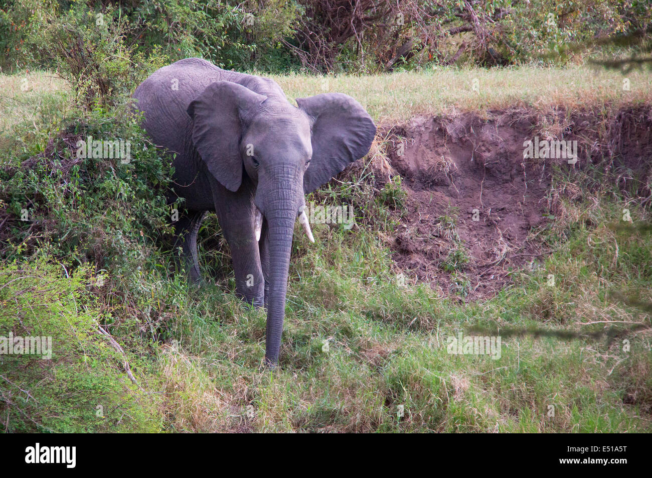 Elephant herde hi-res stock photography and images - Alamy