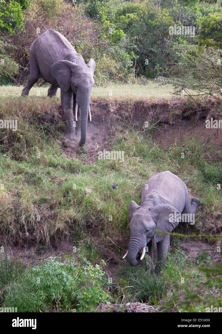 Climbing on elephants hi-res stock photography and images - Alamy