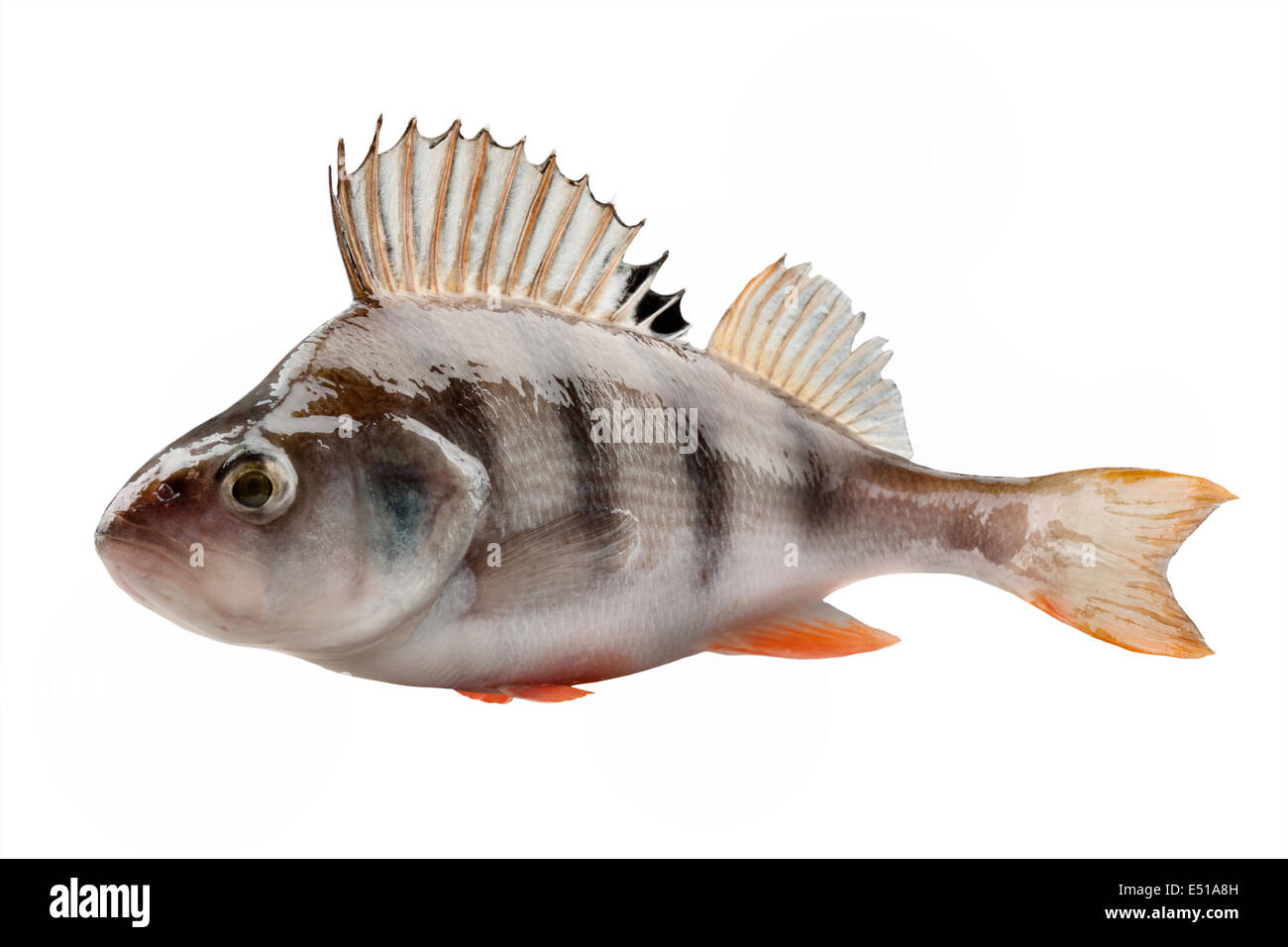 Basse perch hi-res stock photography and images - Alamy