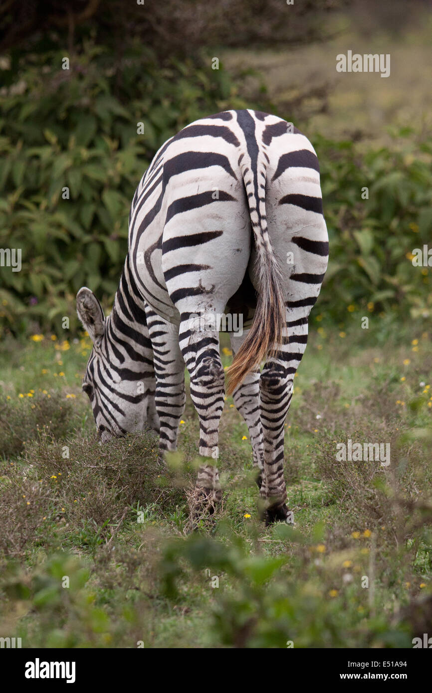 backside of a zebra Stock Photo - Alamy