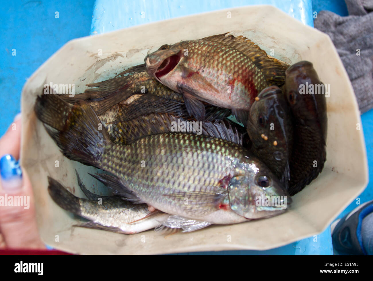 Catched hi-res stock photography and images - Alamy