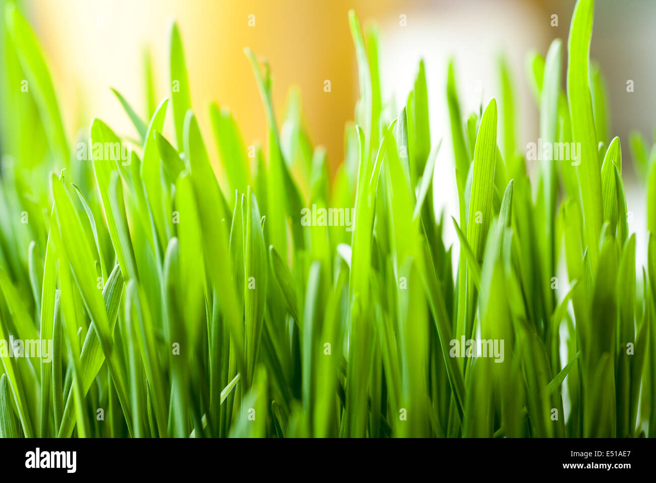 fresh grass indoor Stock Photo - Alamy