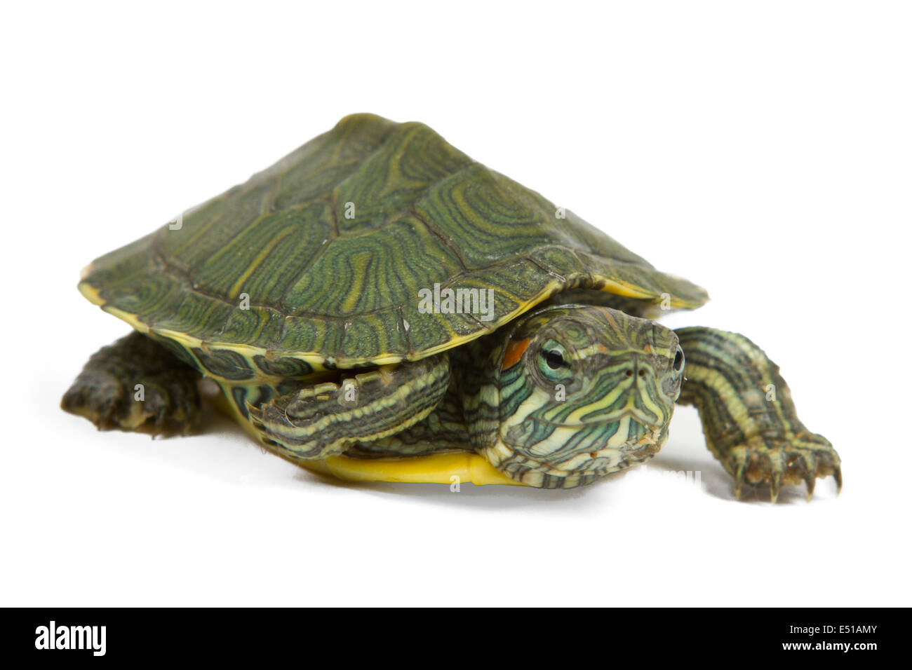 Turtles as pets Cut Out Stock Images & Pictures - Alamy