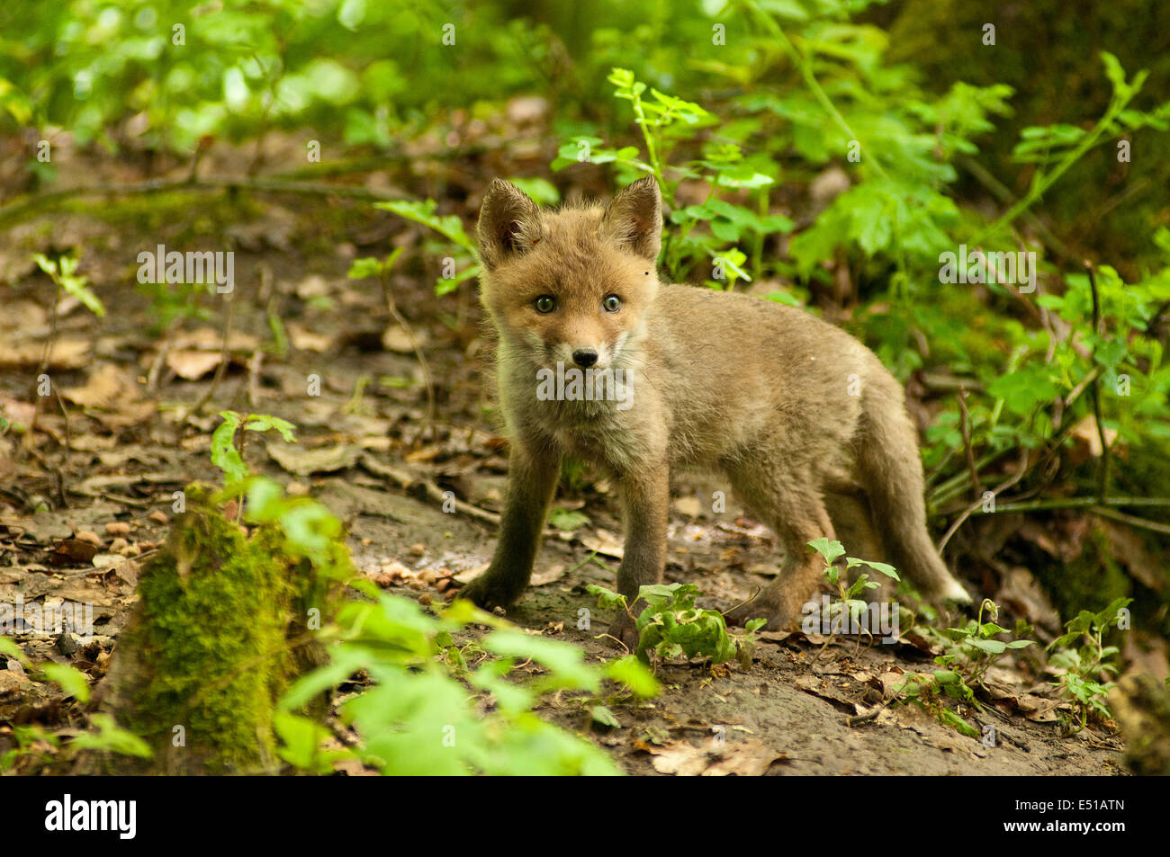 Kit fuchs hi-res stock photography and images - Alamy