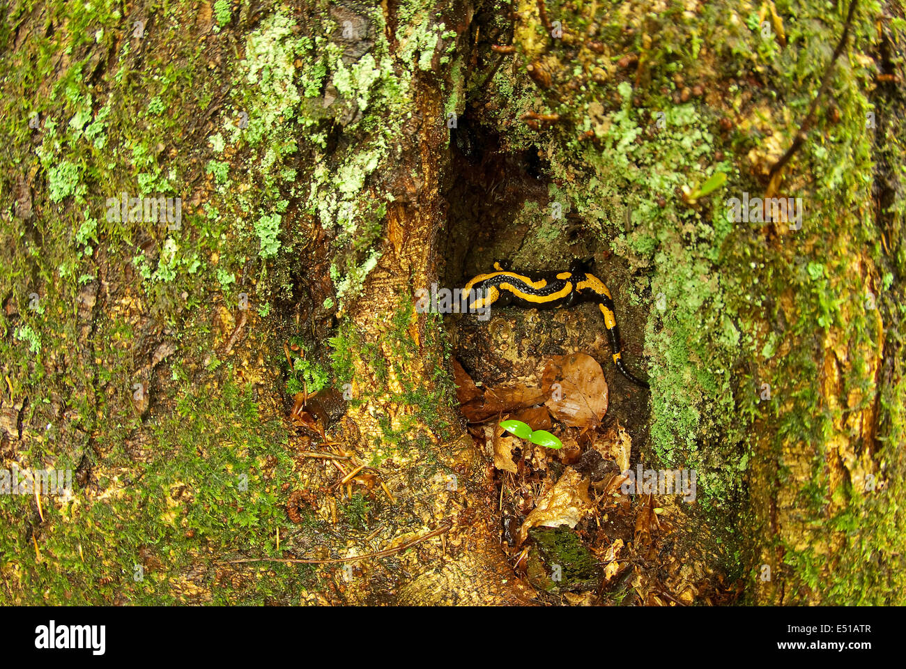 Fire salamander hi-res stock photography and images - Alamy