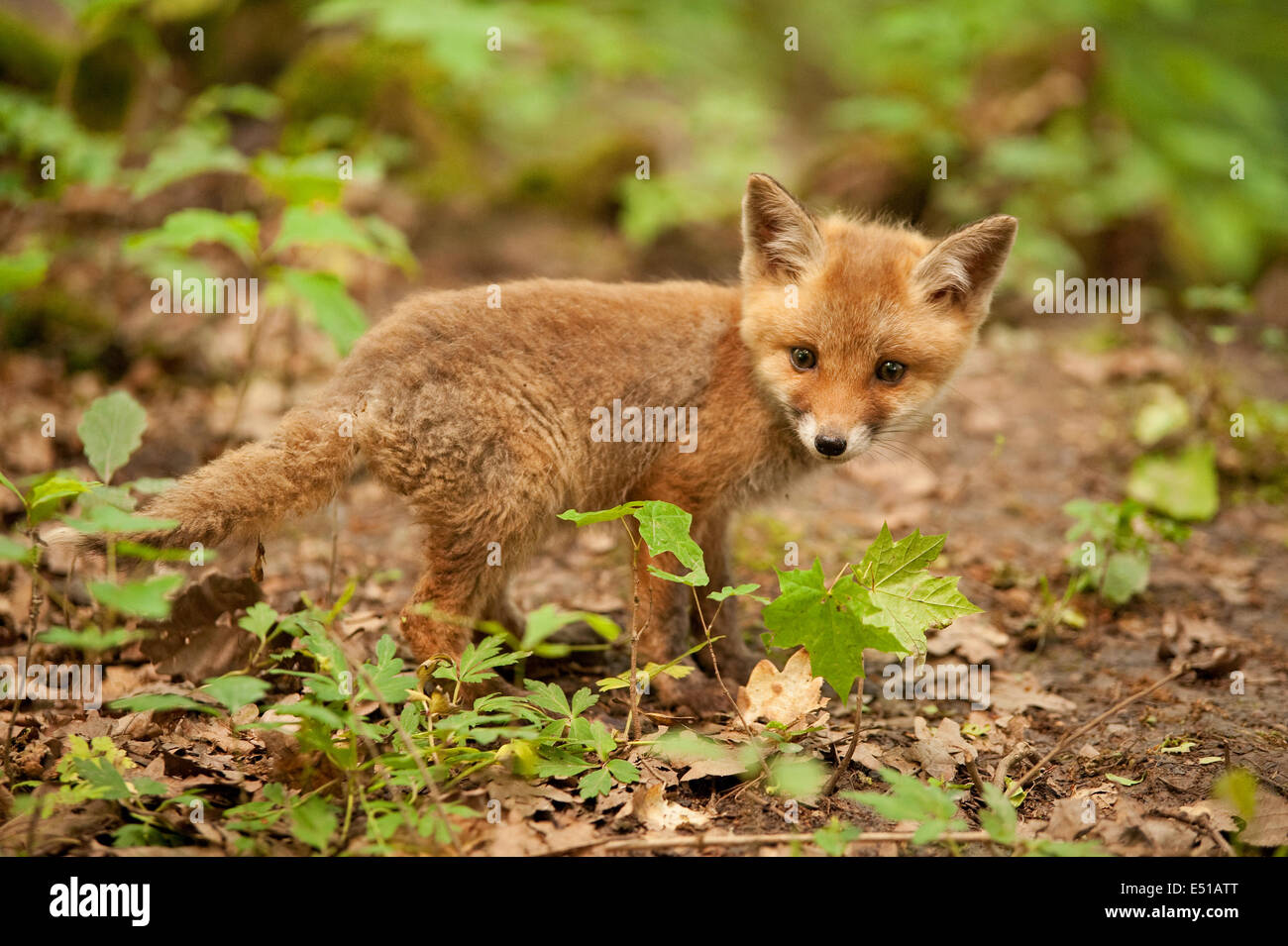 Kit fuchs hi-res stock photography and images - Alamy