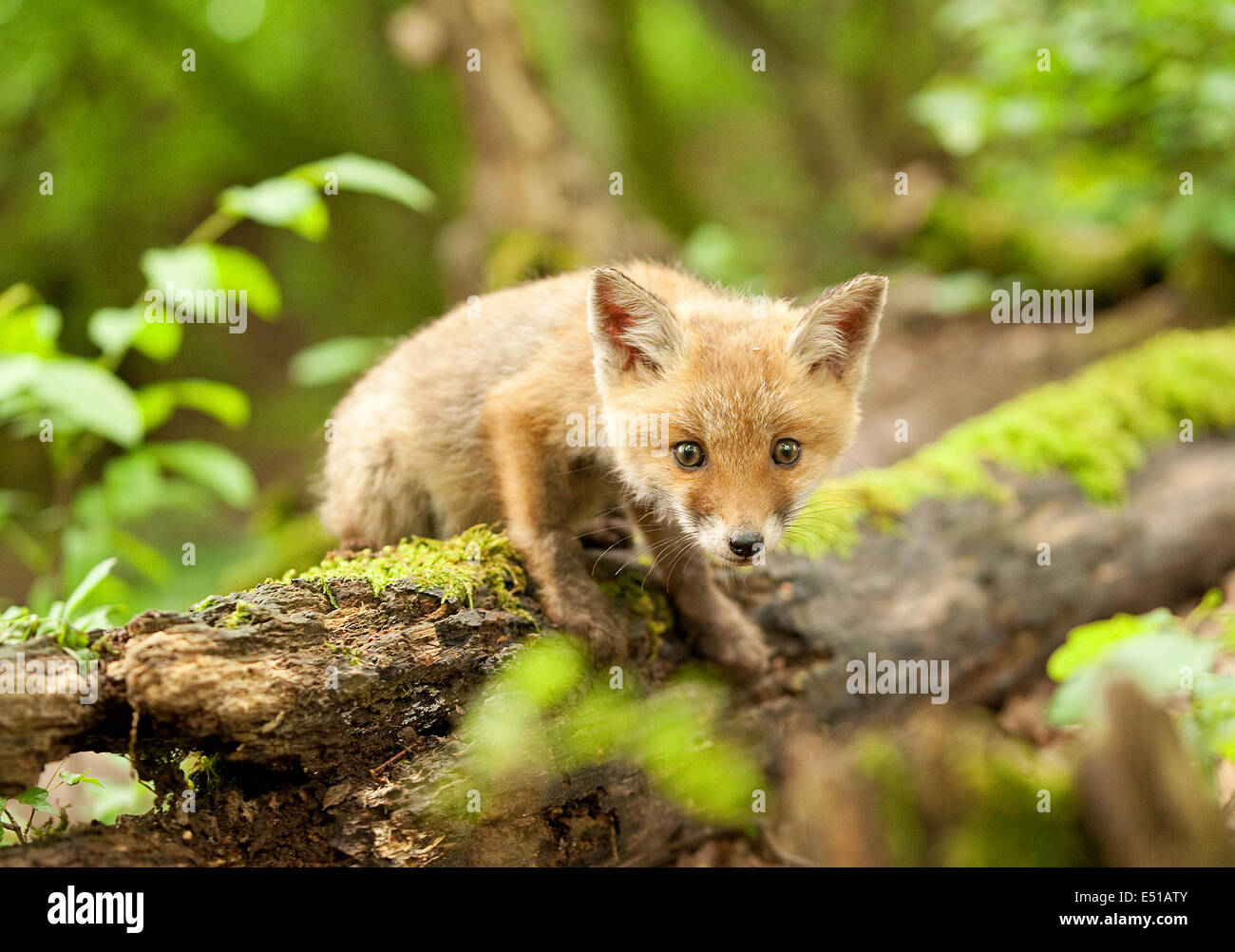 Kit fuchs hi-res stock photography and images - Alamy