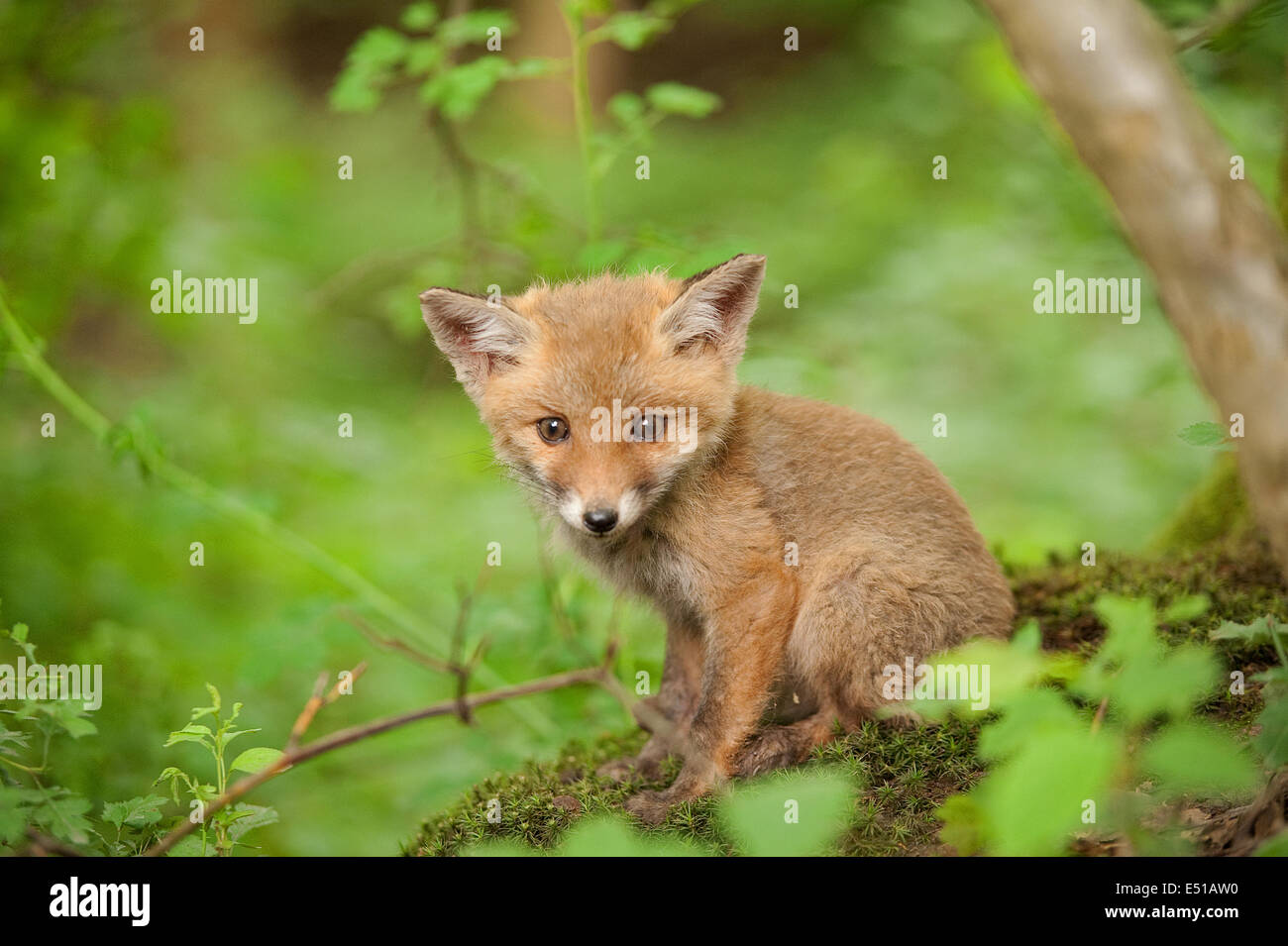 Kit fuchs hi-res stock photography and images - Alamy