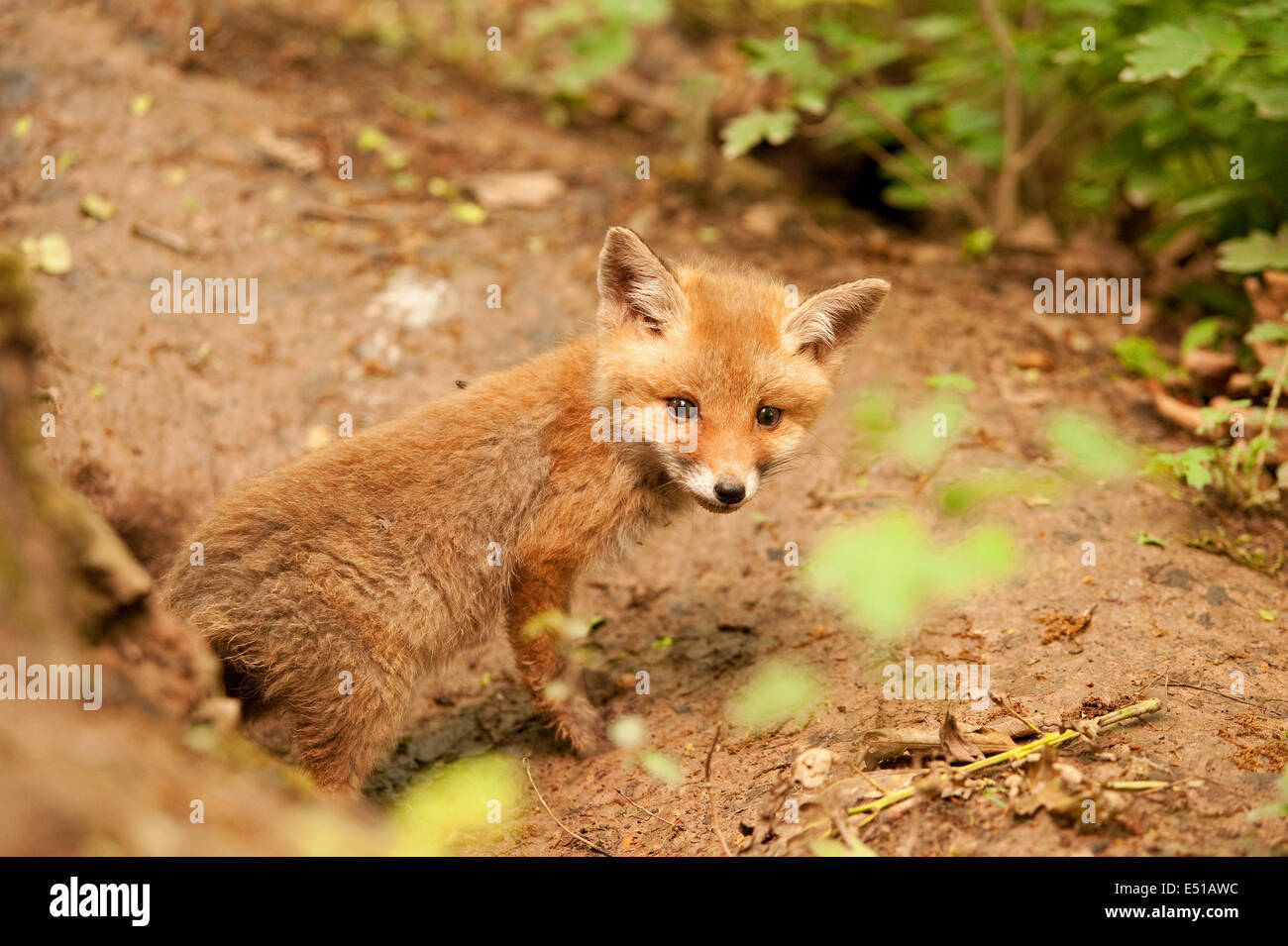 Kit fuchs hi-res stock photography and images - Alamy