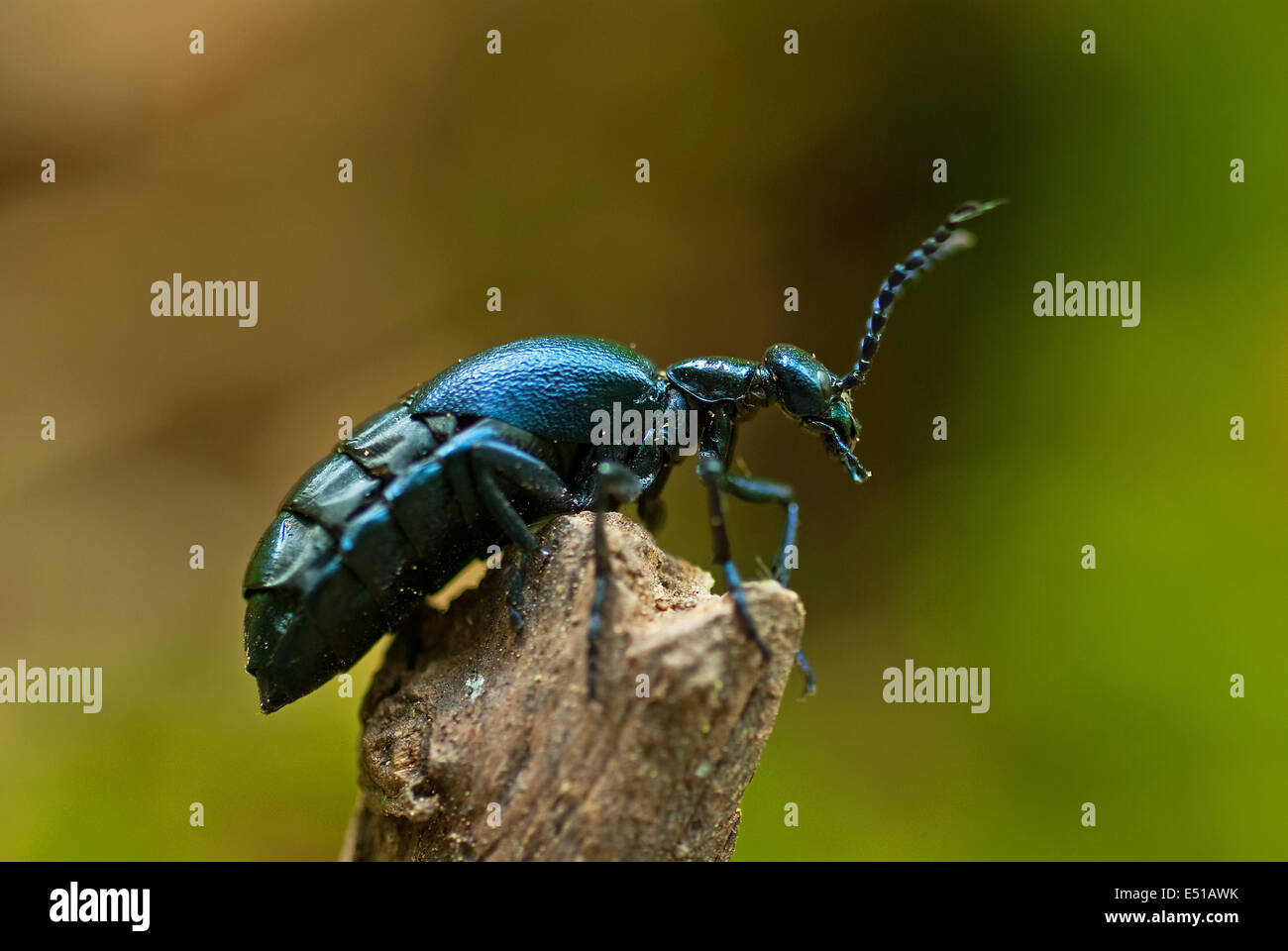 Black oil beetle hi-res stock photography and images - Alamy
