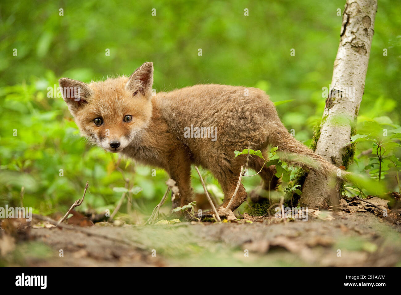Kit fuchs hi-res stock photography and images - Alamy