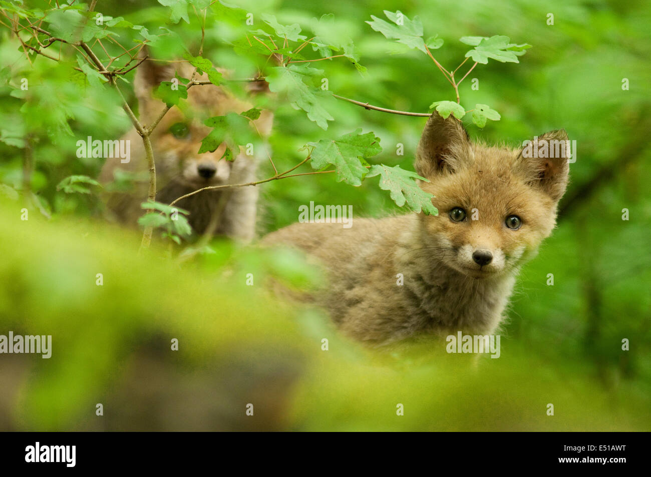 Kit fuchs hi-res stock photography and images - Alamy