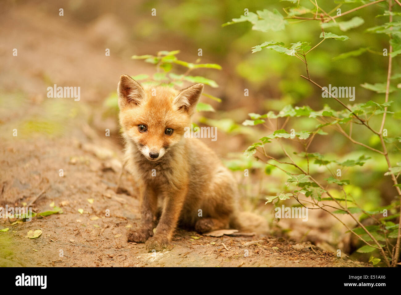Mammal fox kit hi-res stock photography and images - Alamy