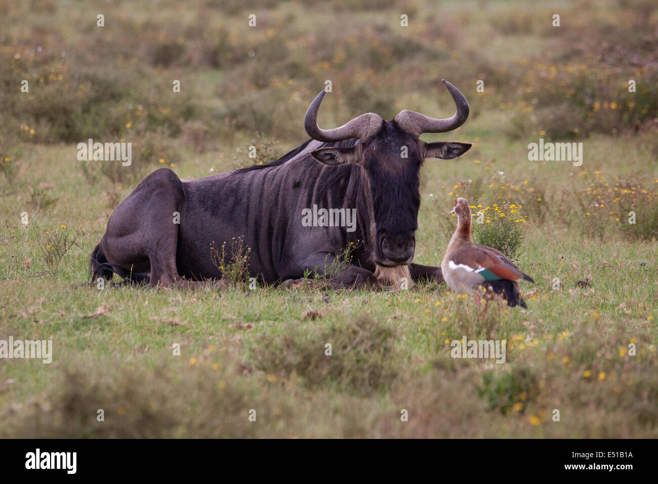Wildebeest and bird hi-res stock photography and images - Alamy