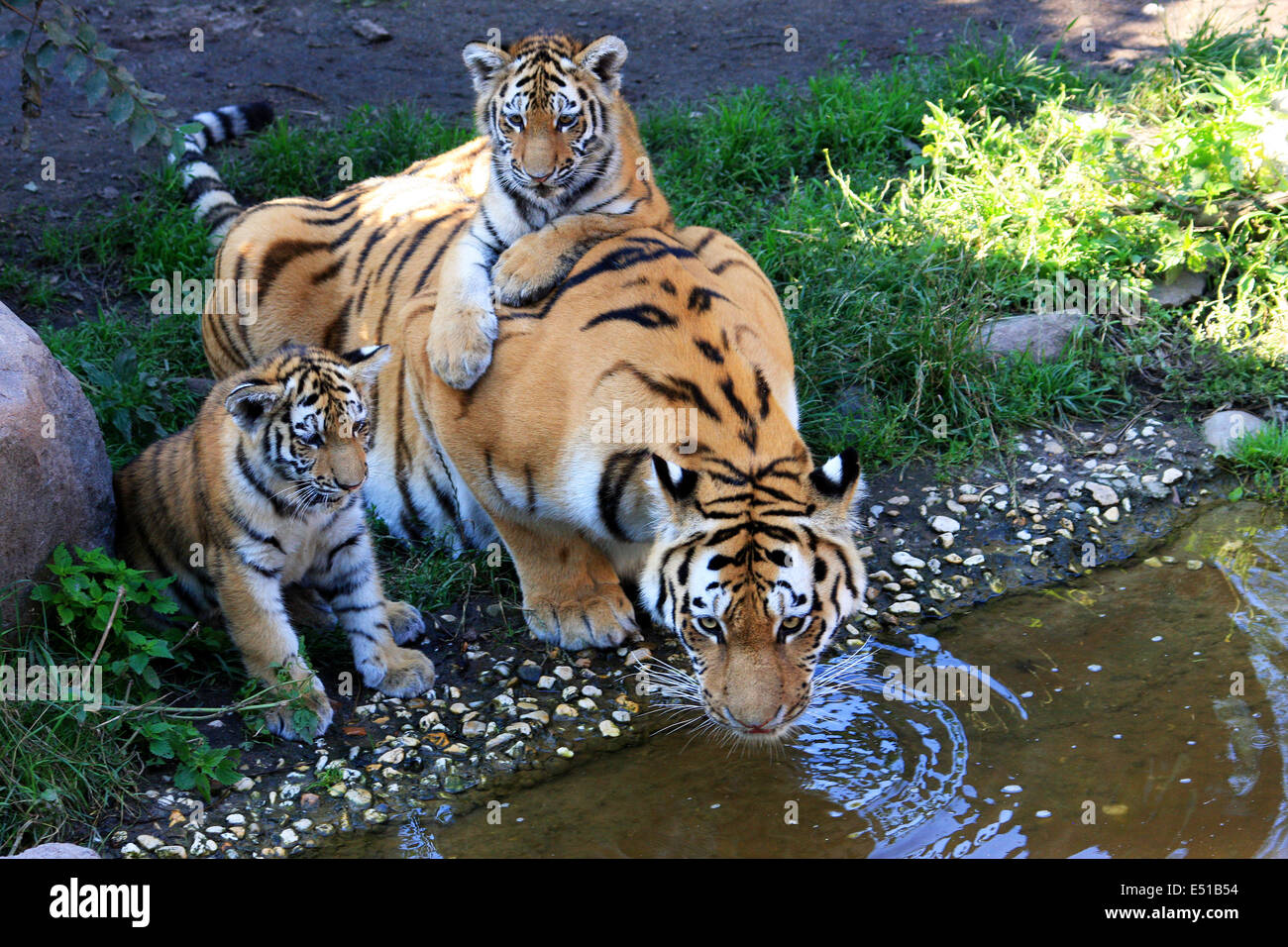Tigerfamily hi-res stock photography and images - Alamy