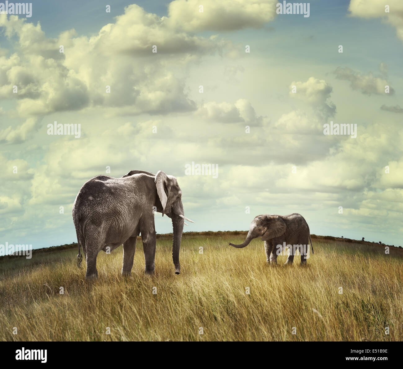 Baby elephant grass field hi-res stock photography and images - Alamy