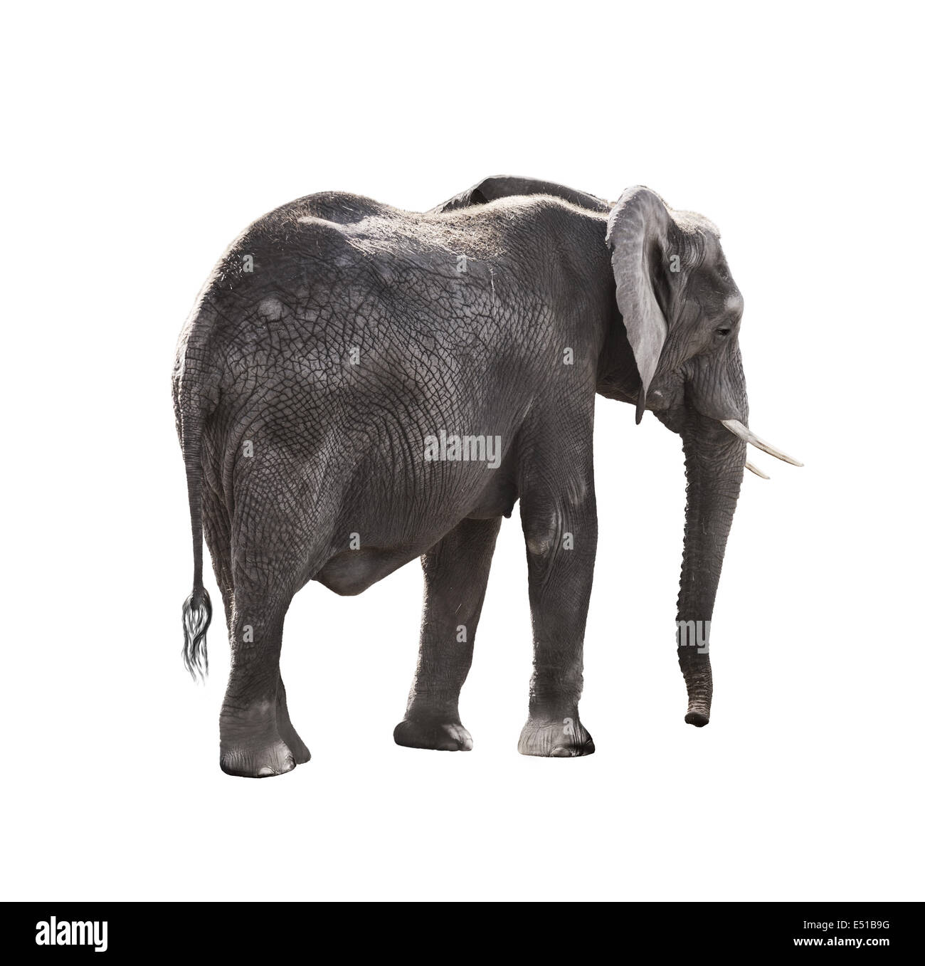 How the elephant got his trunk Cut Out Stock Images & Pictures - Alamy