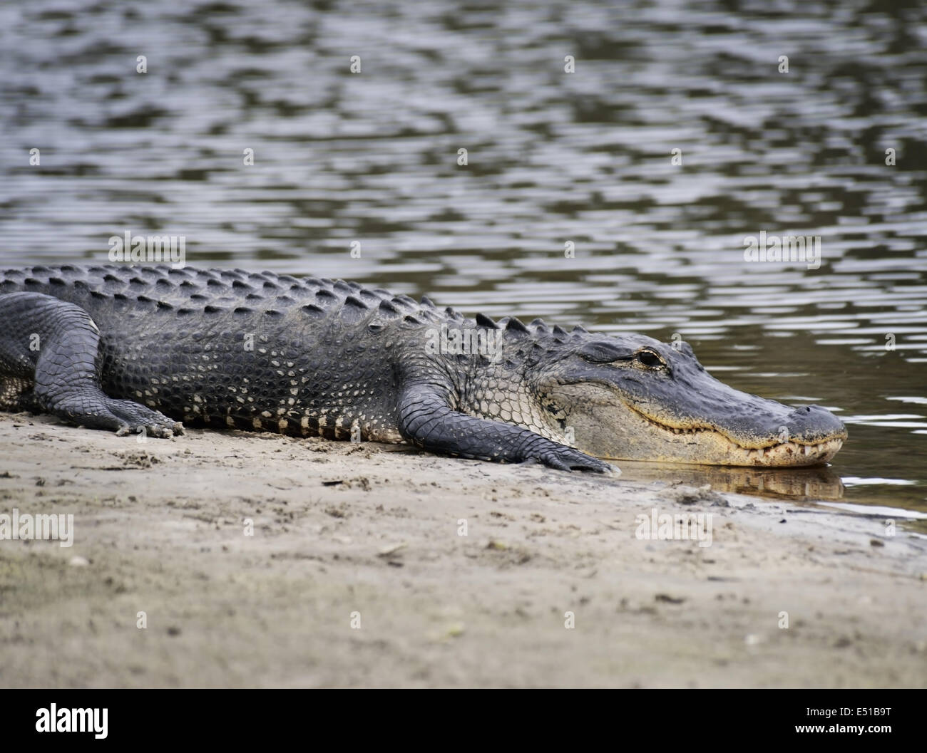 Sand alligator hi-res stock photography and images - Alamy