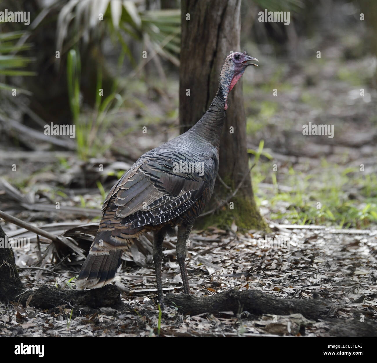 Florida wild turkey forest hi-res stock photography and images - Alamy