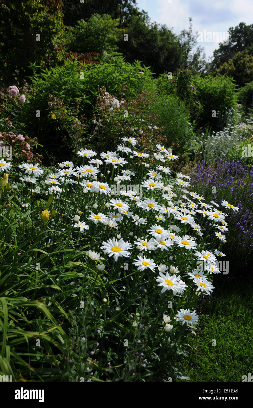 Marguerites oxeye daisy hi-res stock photography and images - Alamy