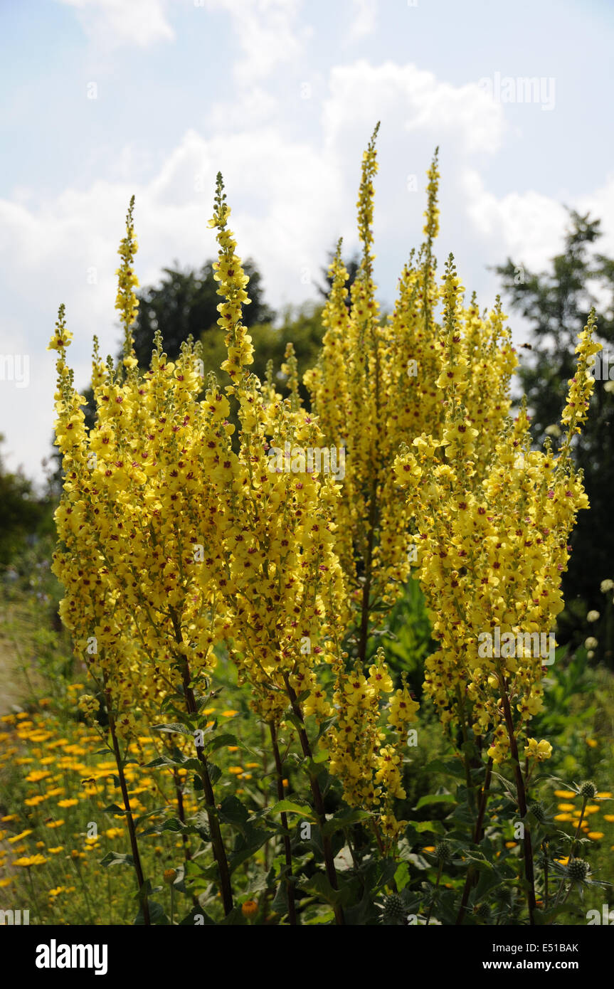 Greek mullein hi-res stock photography and images - Alamy