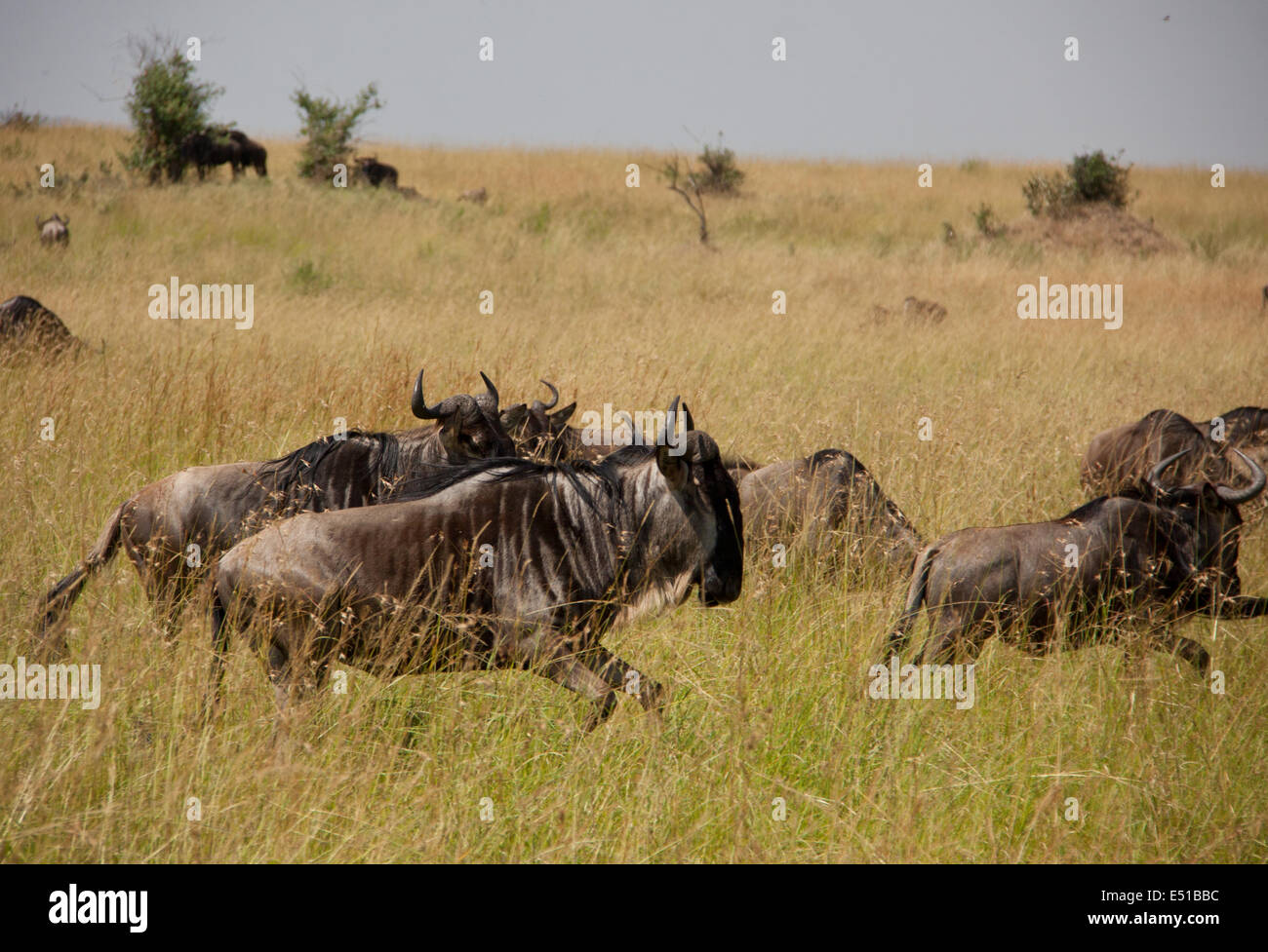 Wildebeests running hi-res stock photography and images - Alamy