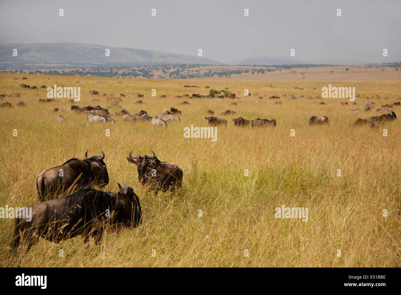 Wildebeests hi-res stock photography and images - Alamy