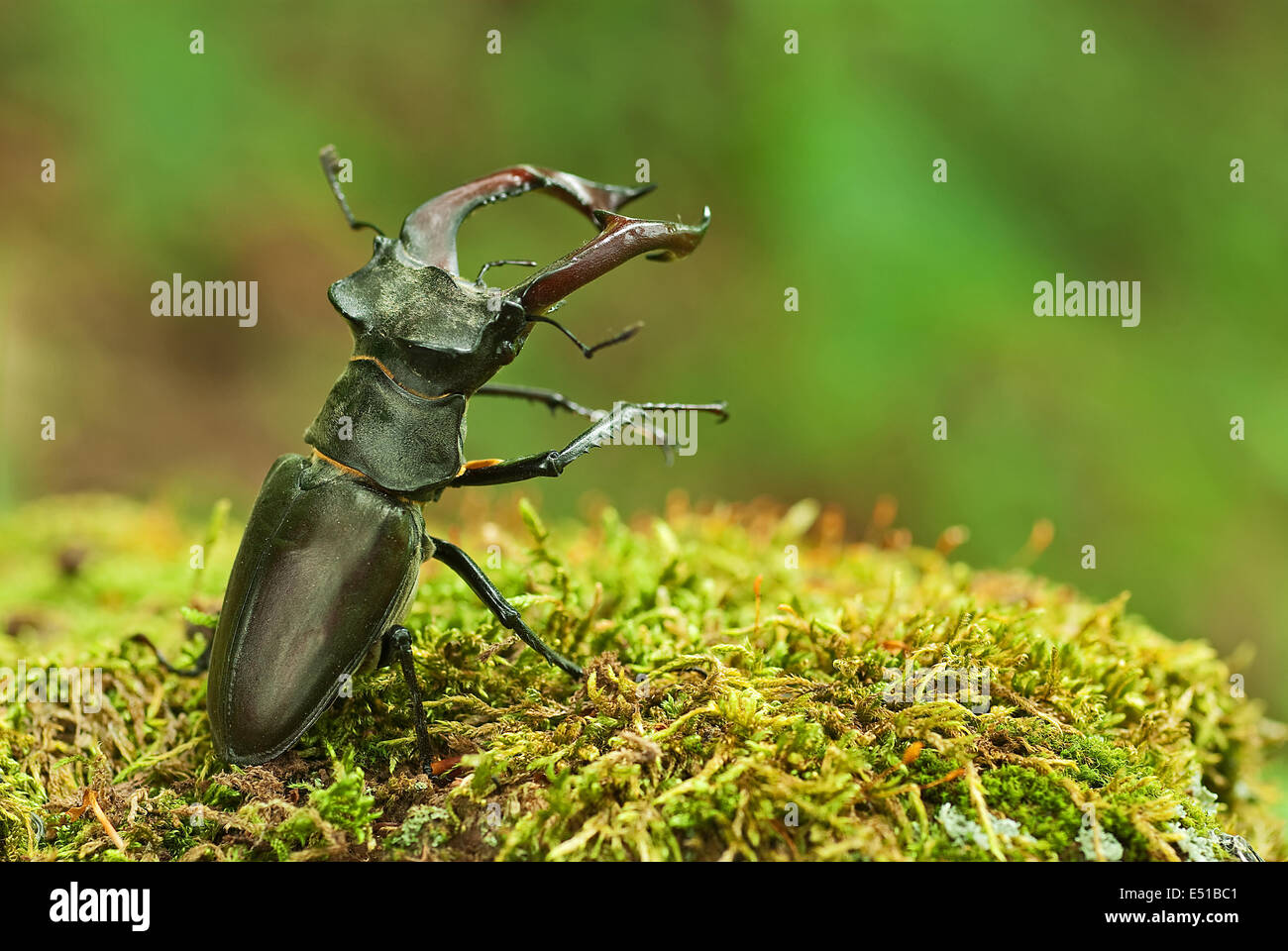 Kaefer stag beetle hi-res stock photography and images - Alamy