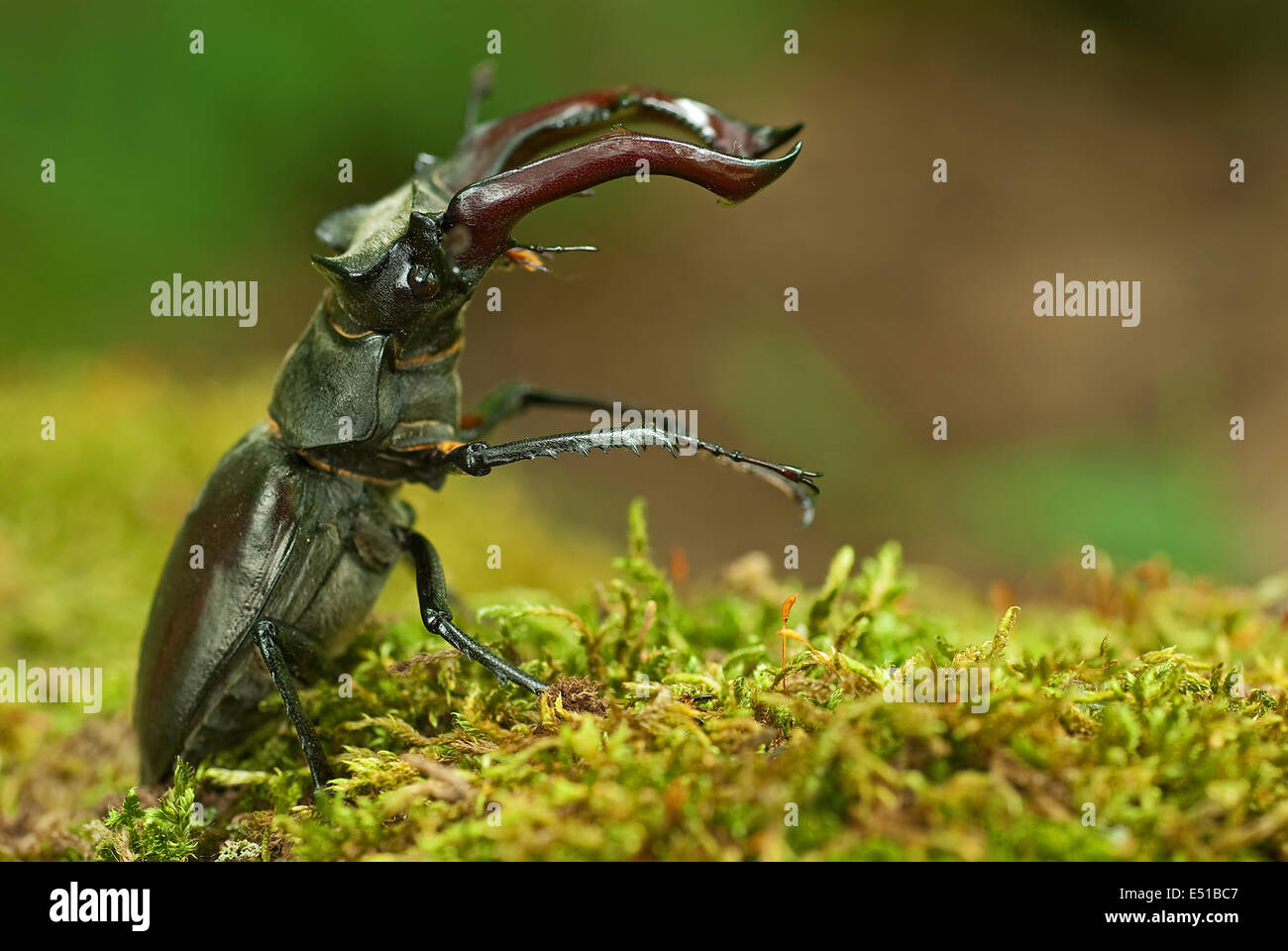 Kaefer stag beetle hi-res stock photography and images - Alamy