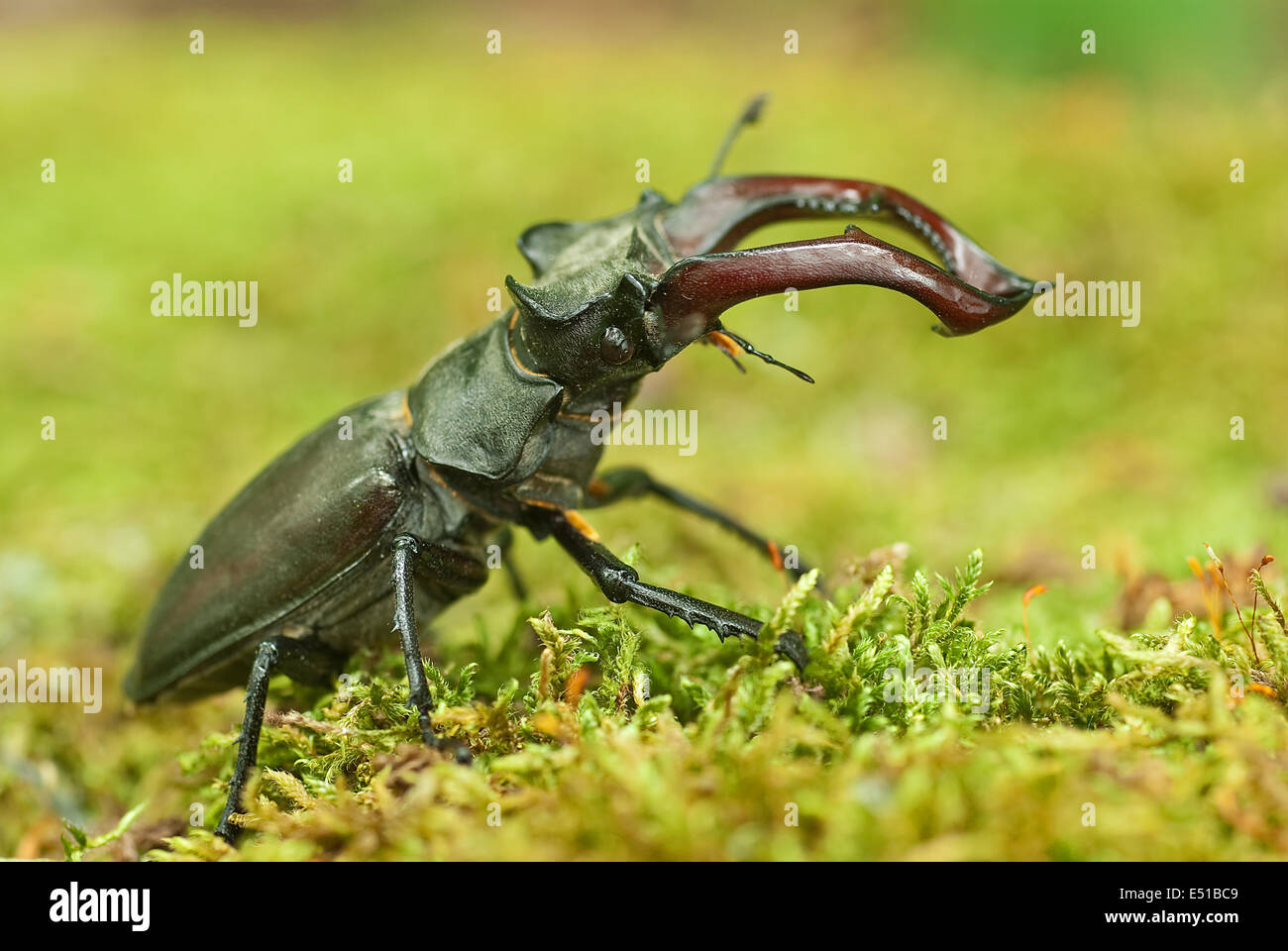Hirschkaefer hi-res stock photography and images - Alamy
