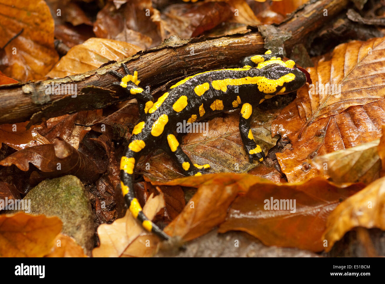 Fire salamander hi-res stock photography and images - Alamy