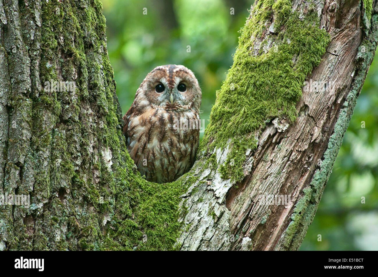 Brown owl hi-res stock photography and images - Alamy