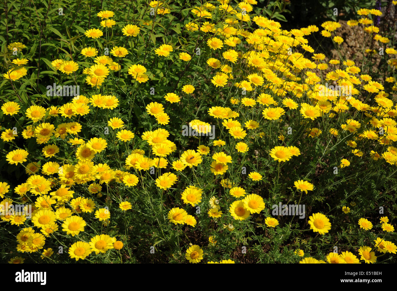 Dwarf yellow chamomile Stock Photo - Alamy