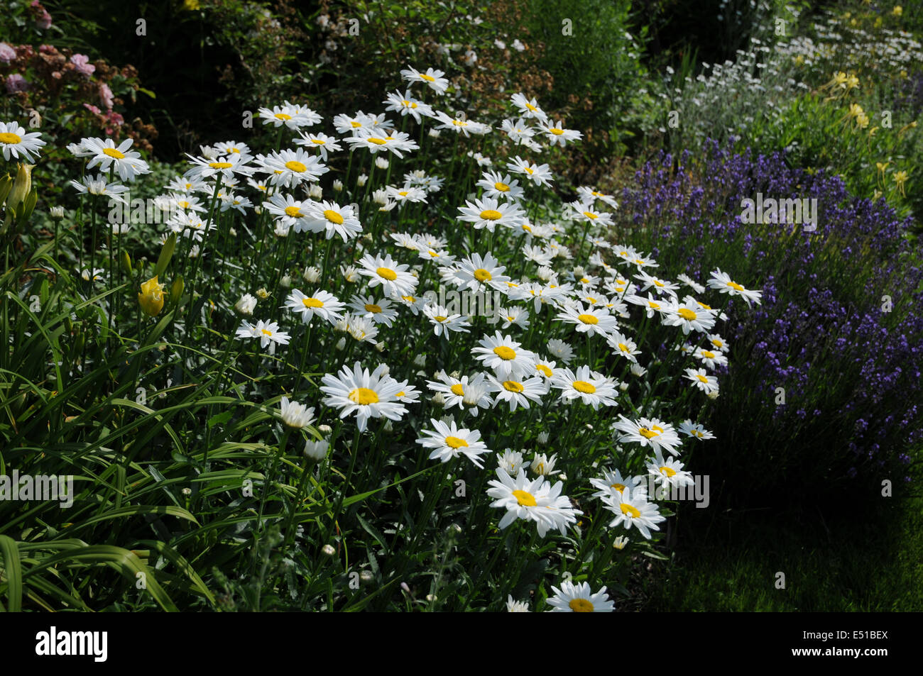 Marguerites oxeye daisy hi-res stock photography and images - Alamy