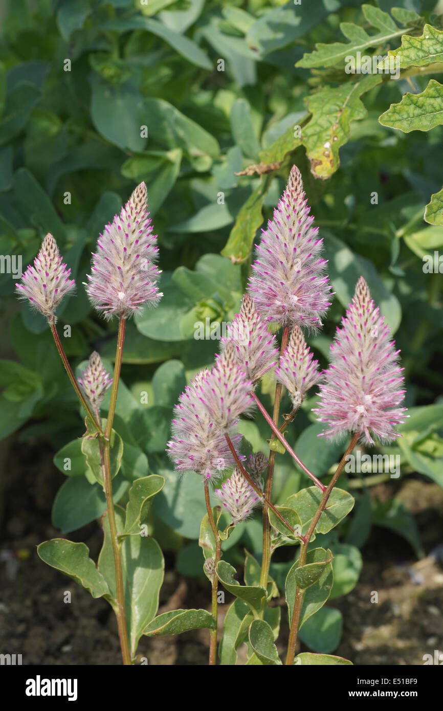 Cockscomb hi-res stock photography and images - Alamy