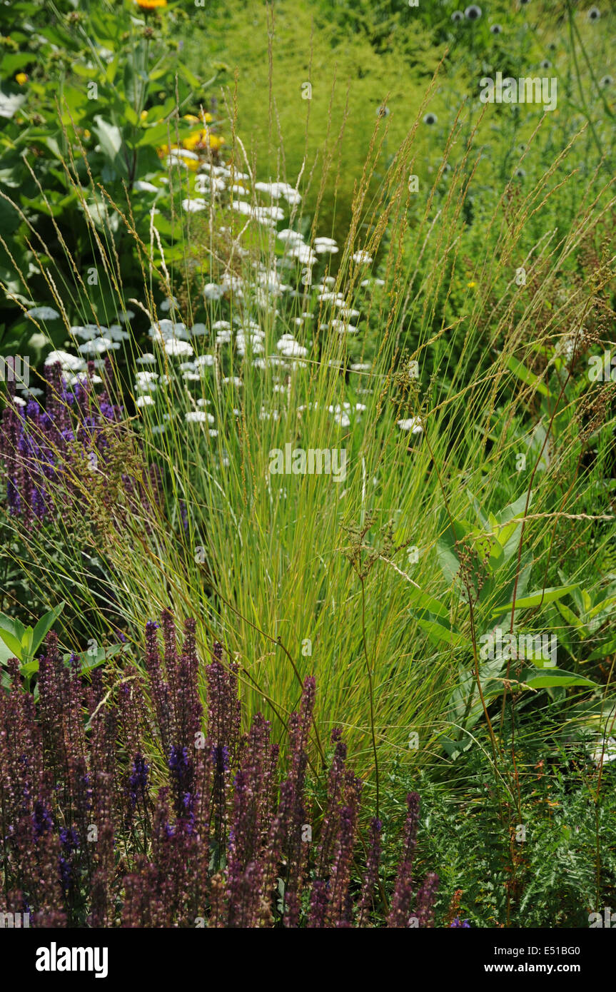 Atlas plants hi-res stock photography and images - Alamy