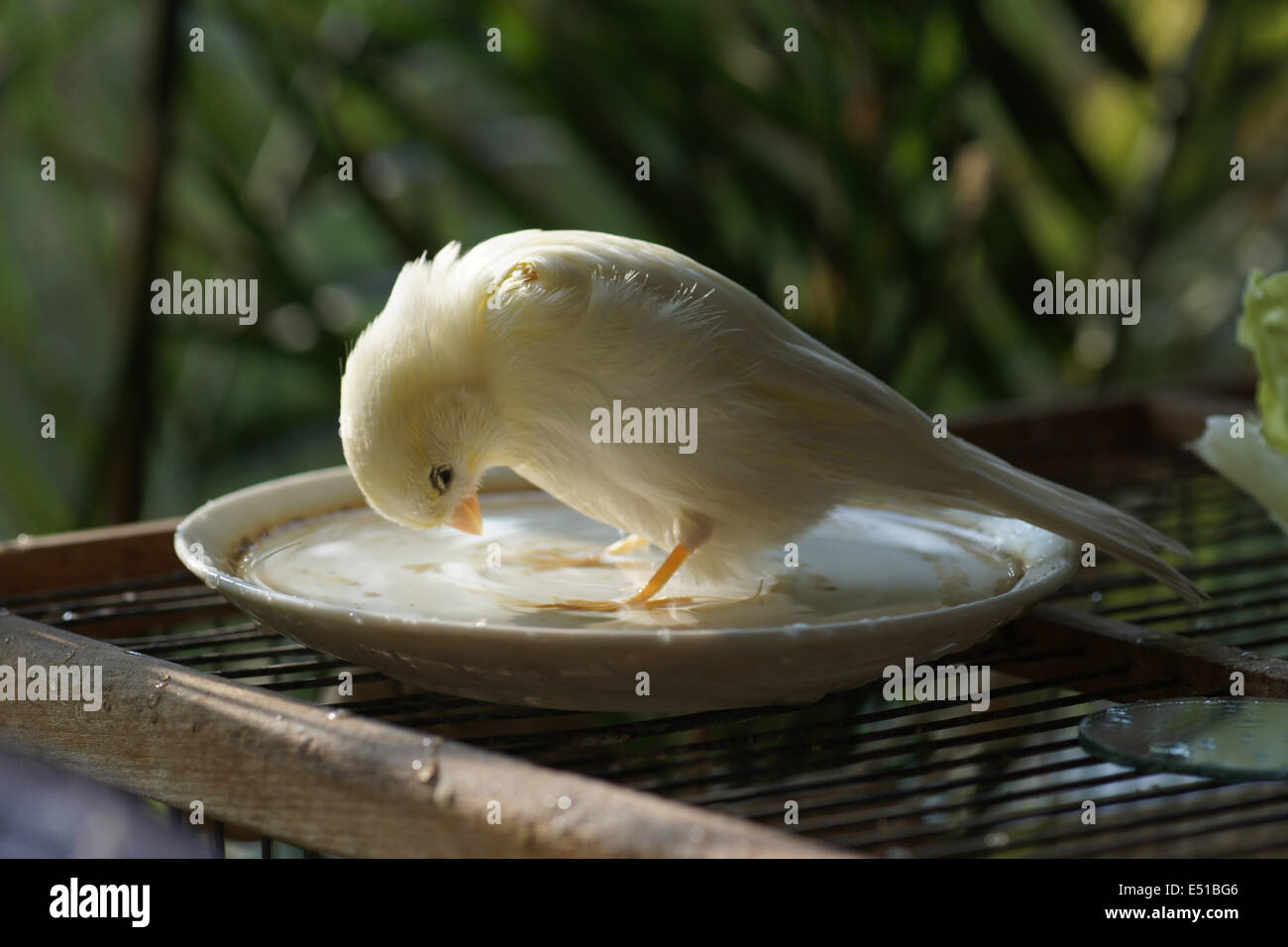 Canary in a birds bath Stock Photo - Alamy