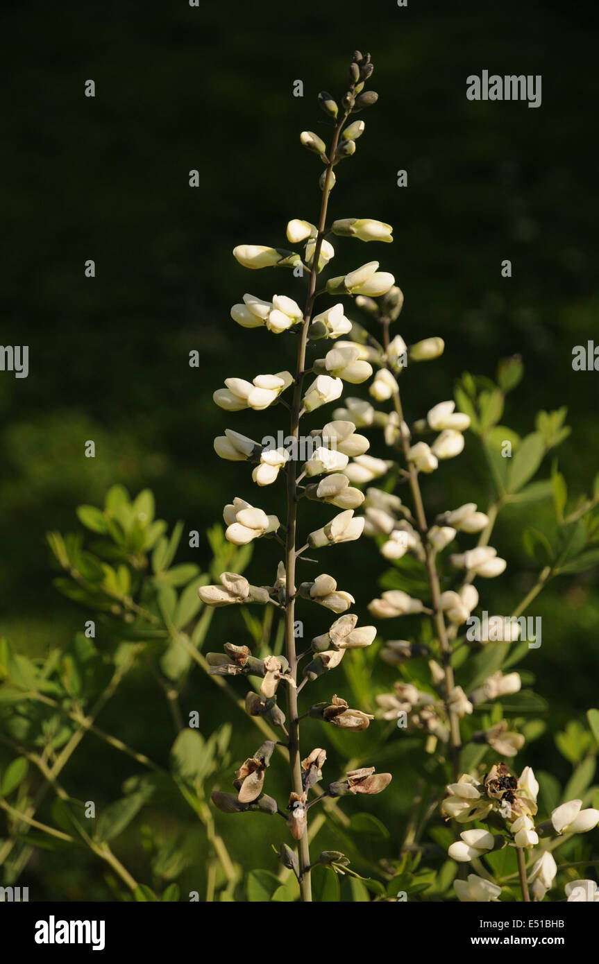 Indigo wild hi-res stock photography and images - Alamy