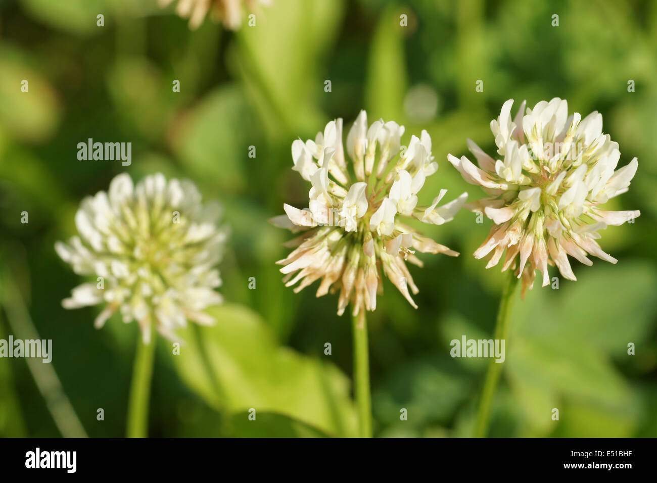 Unk white hi-res stock photography and images - Alamy